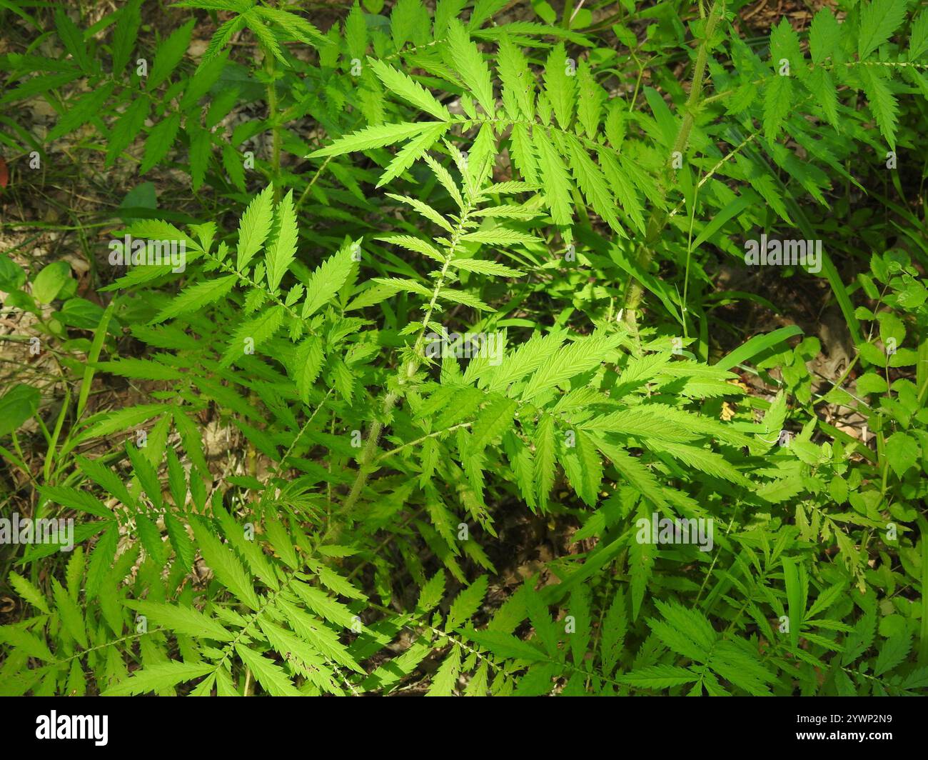 swamp agrimony (Agrimonia parviflora Stock Photo - Alamy