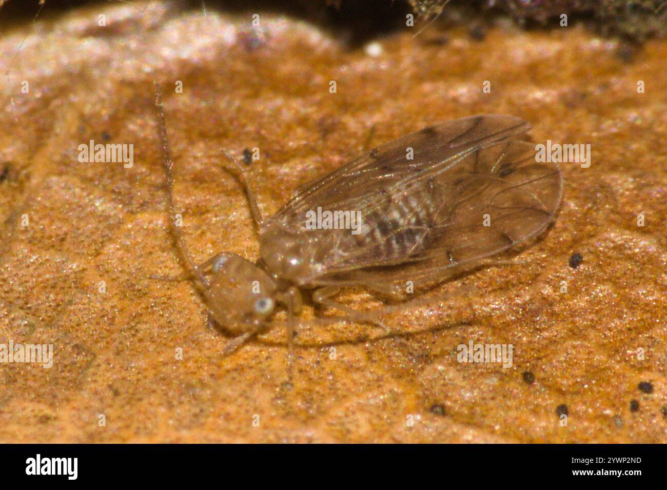 Barklice, Booklice, and Parasitic Lice (Psocodea Stock Photo - Alamy