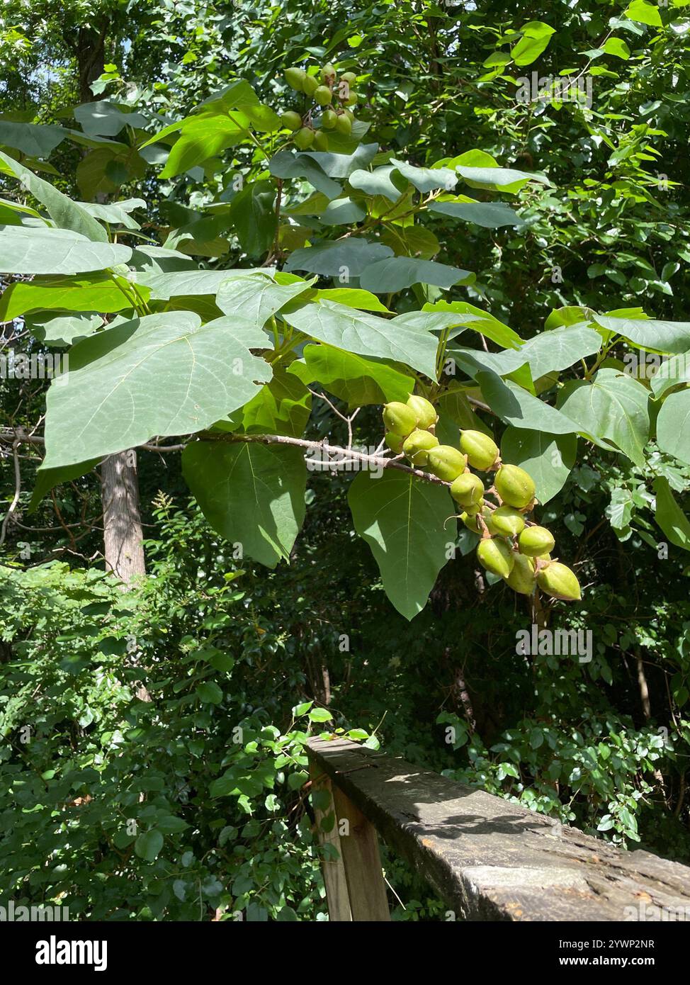 princess tree (Paulownia tomentosa Stock Photo - Alamy