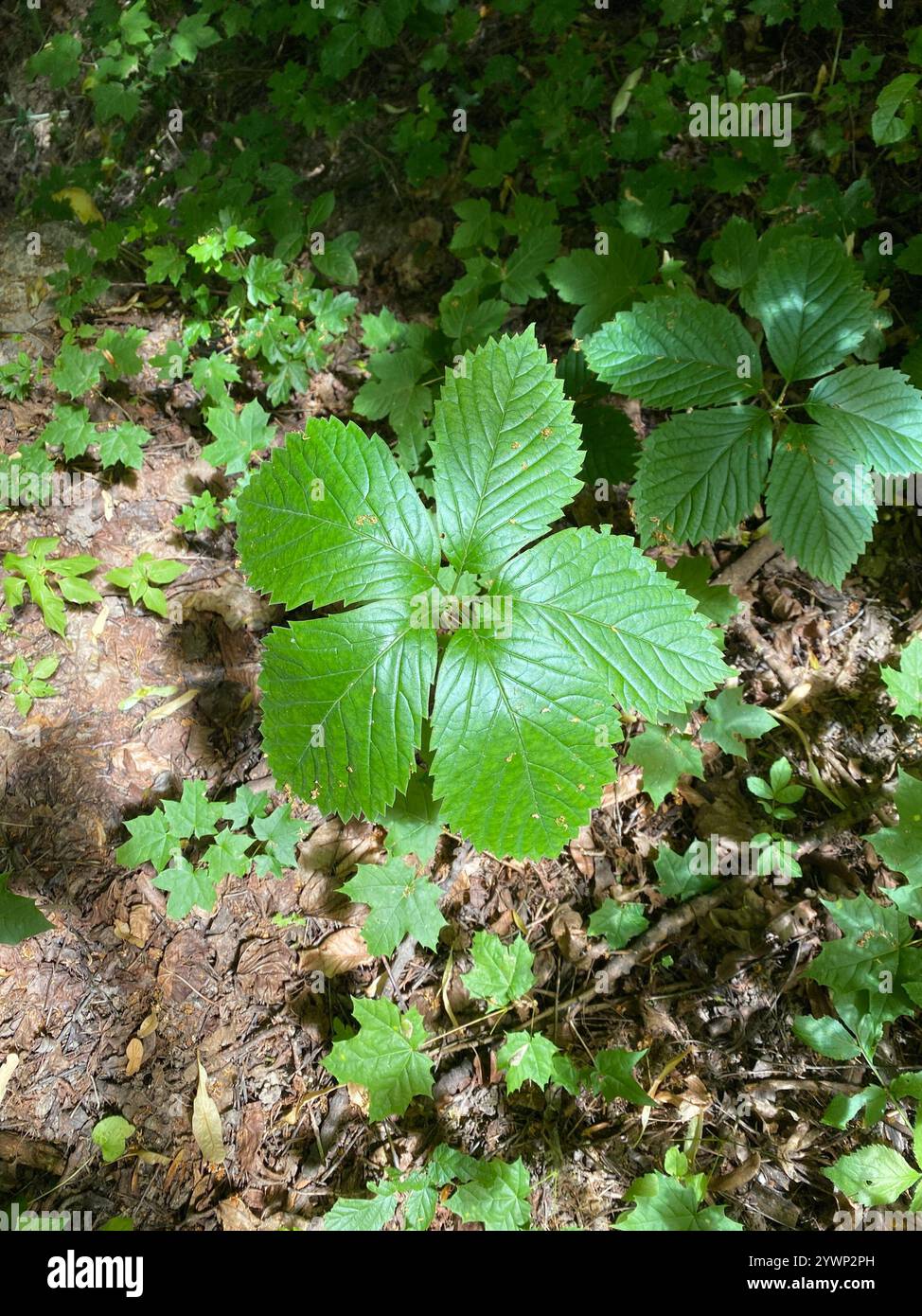 thicket creeper (Parthenocissus inserta Stock Photo - Alamy
