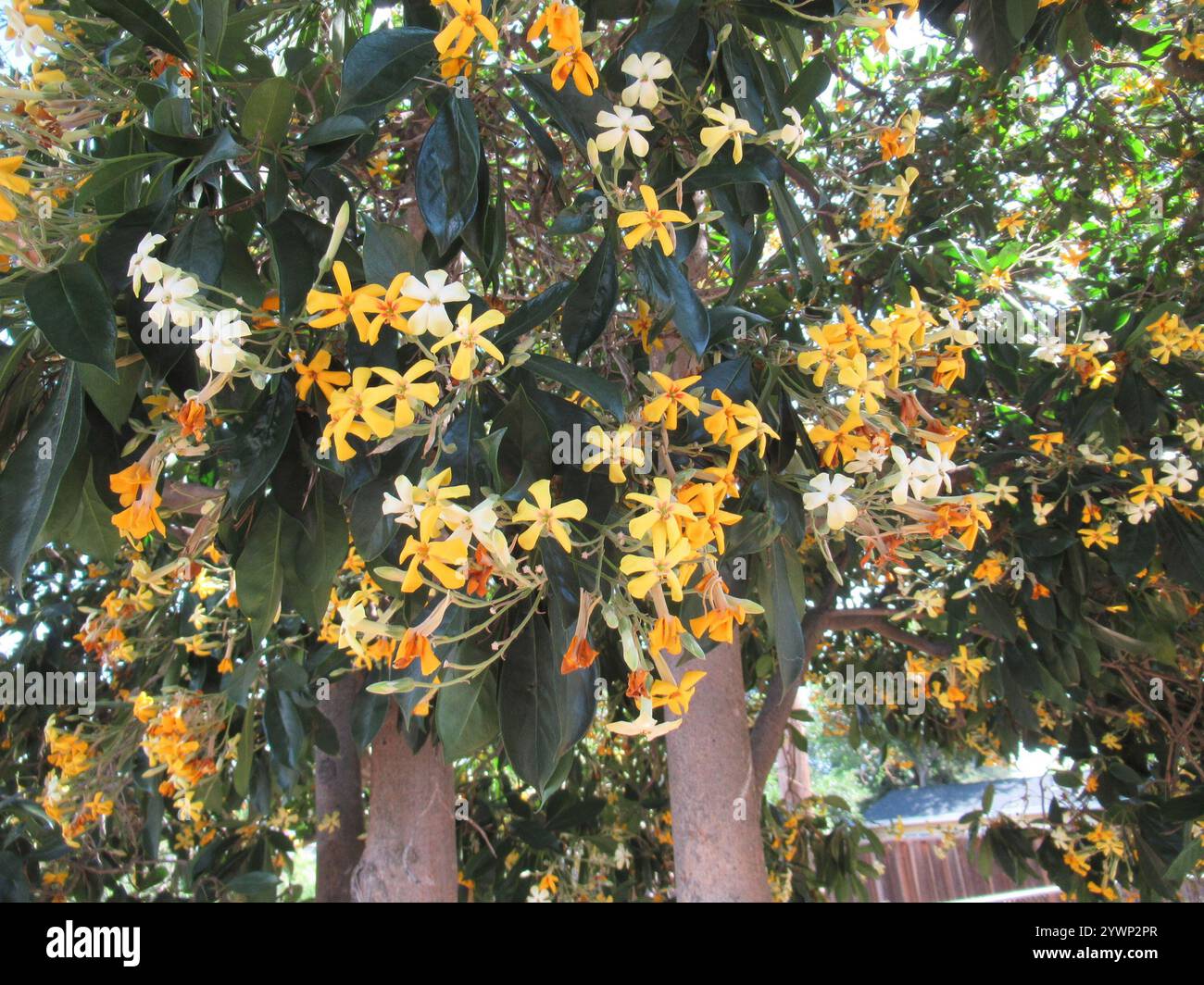 Hymenosporum flavum hi-res stock photography and images - Alamy