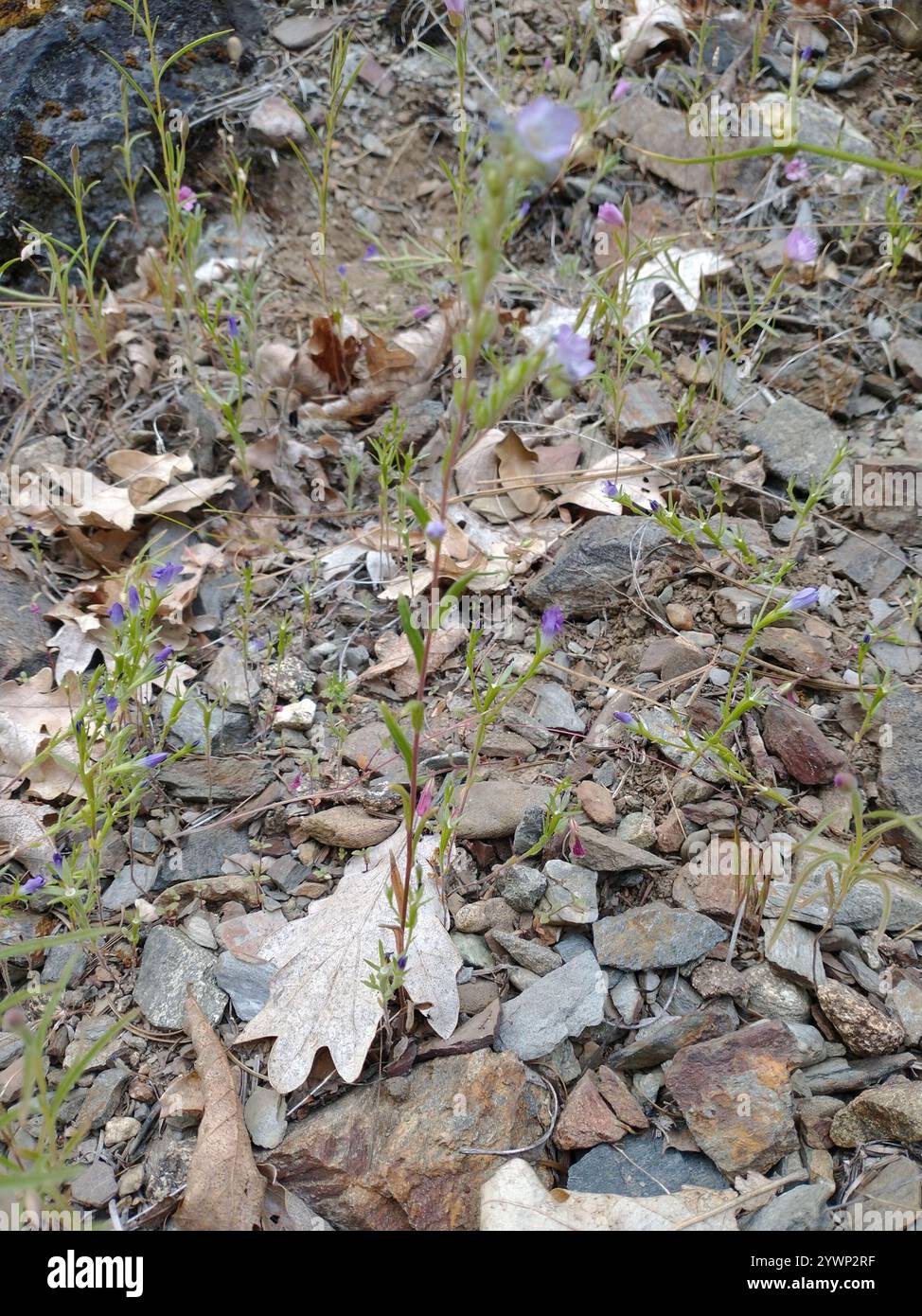 Linearleaf Phacelia (Phacelia linearis Stock Photo - Alamy