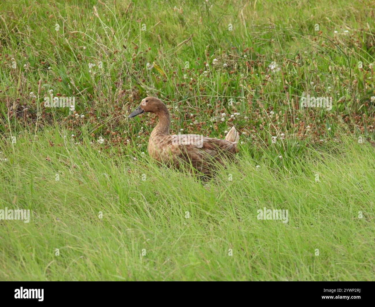 Domestic Mallard (Anas platyrhynchos domesticus Stock Photo - Alamy