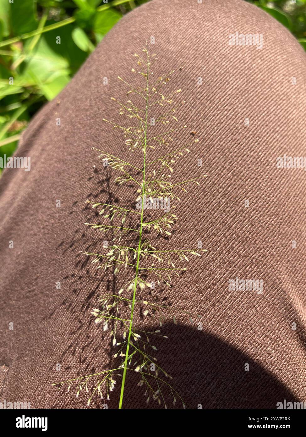 Feather Lovegrass (Eragrostis tenella Stock Photo - Alamy