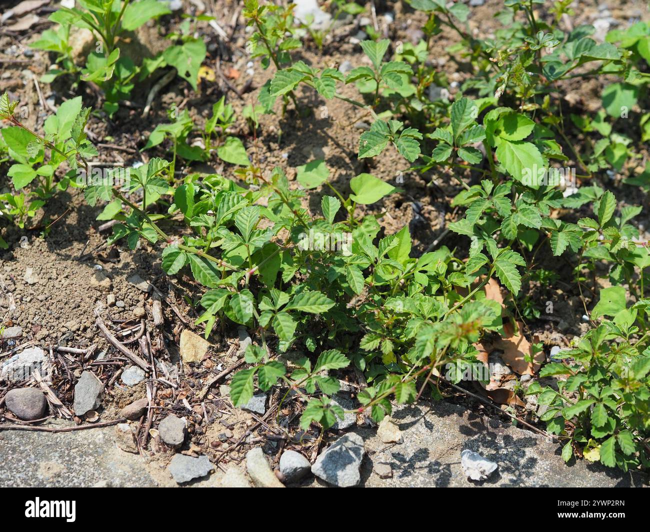 Bushkiller (Causonis japonica Stock Photo - Alamy