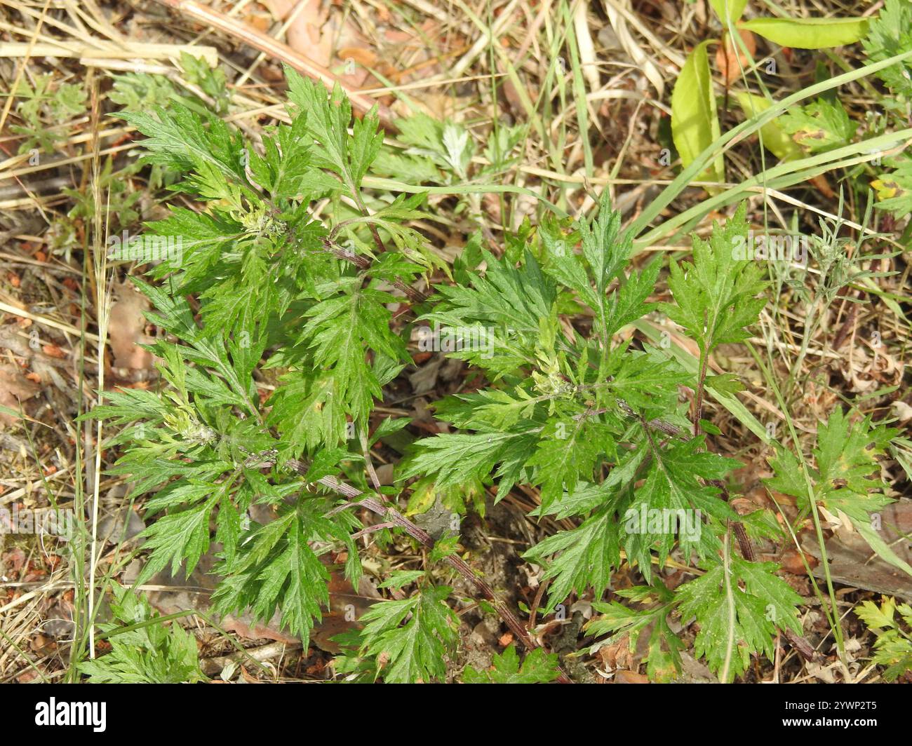 common mugwort (Artemisia vulgaris Stock Photo - Alamy
