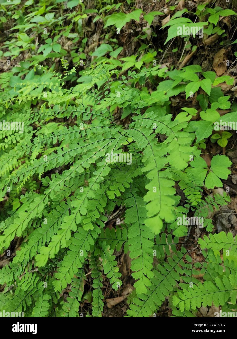northern maidenhair fern (Adiantum pedatum Stock Photo - Alamy