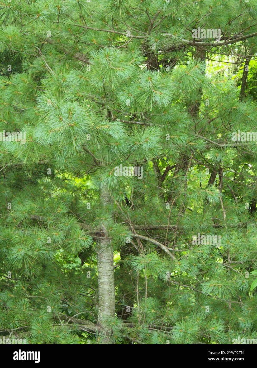 eastern white pine (Pinus strobus Stock Photo - Alamy