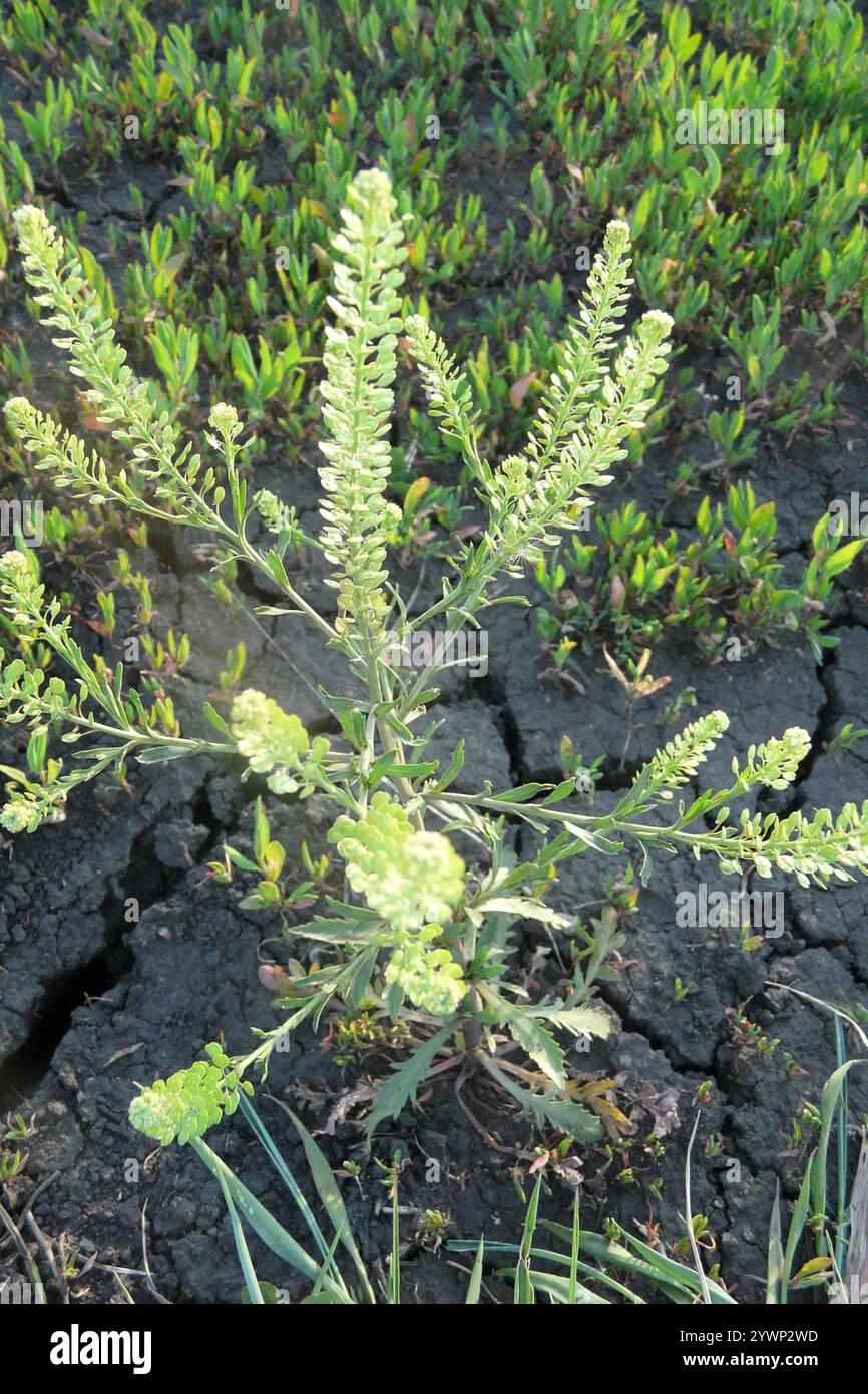 Common Peppergrass (Lepidium densiflorum Stock Photo - Alamy