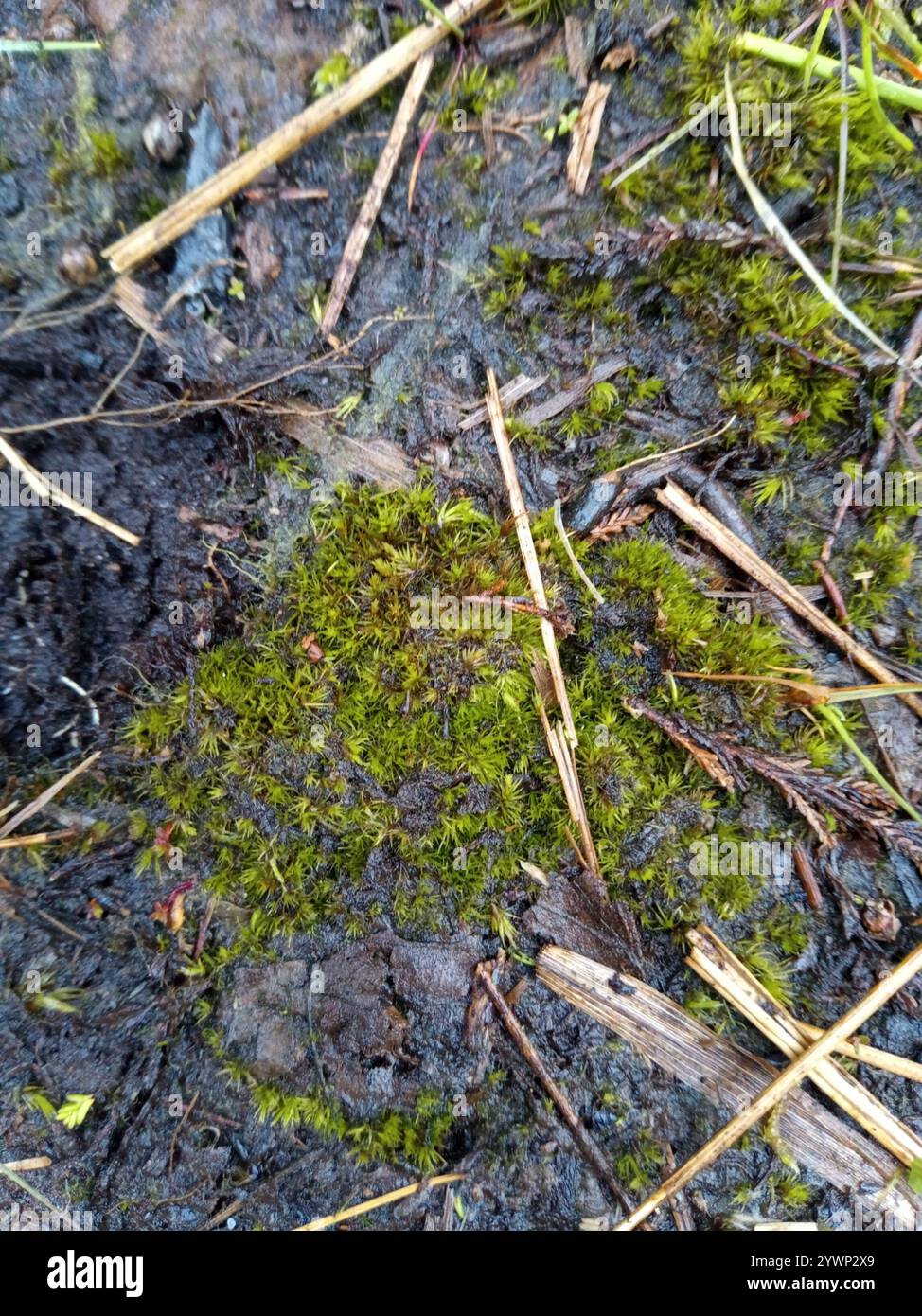 Dwarf Swan-neck Moss (Campylopus pyriformis Stock Photo - Alamy