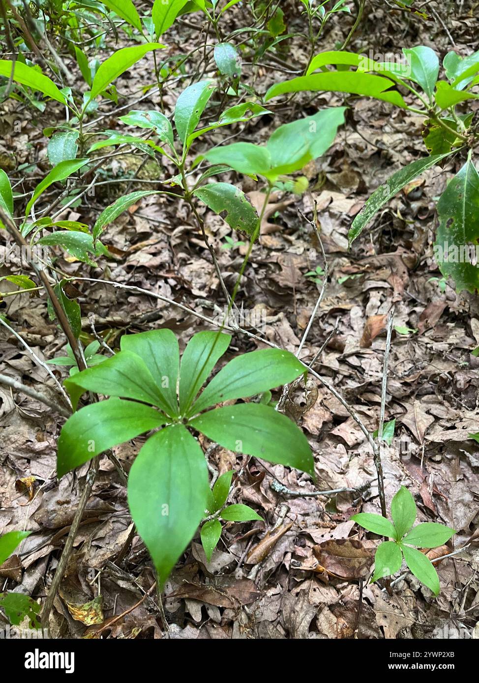 Cucumber Root (Medeola virginiana Stock Photo - Alamy