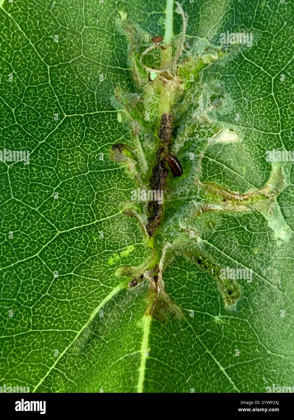 Winged and Once-winged Insects (Pterygota Stock Photo - Alamy