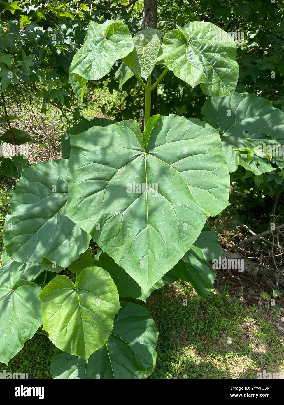 princess tree (Paulownia tomentosa Stock Photo - Alamy