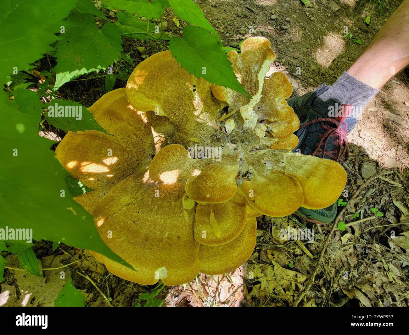 Berkeleyi hi-res stock photography and images - Alamy