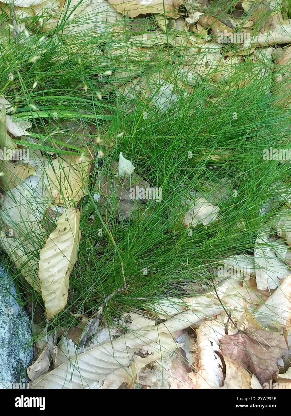 wavy hair-grass (Avenella flexuosa Stock Photo - Alamy