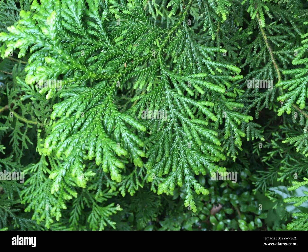 hiba (Thujopsis dolabrata Stock Photo - Alamy