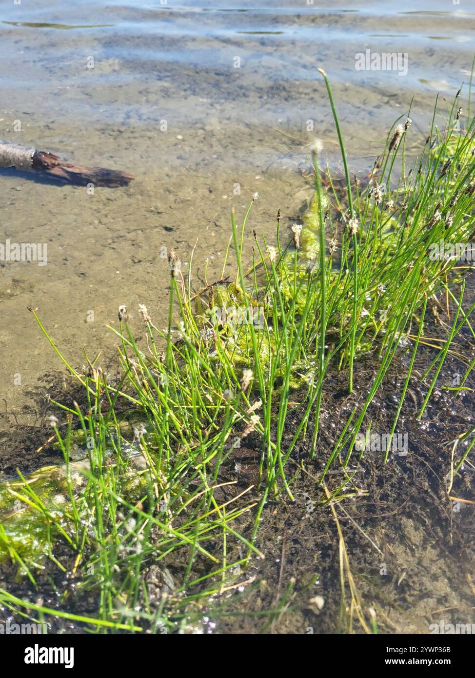 common spikerush (Eleocharis palustris Stock Photo - Alamy