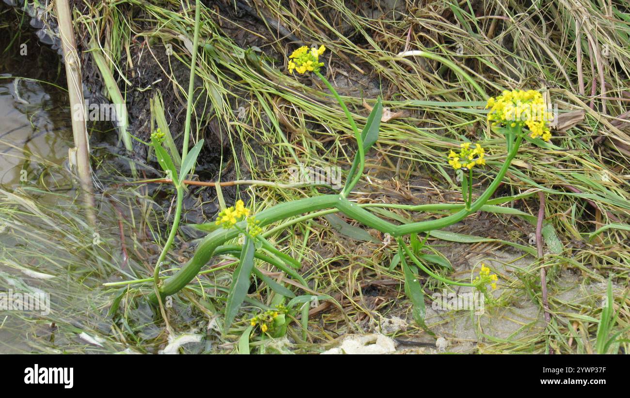 Amphibious Yellowcress (Rorippa amphibia Stock Photo - Alamy