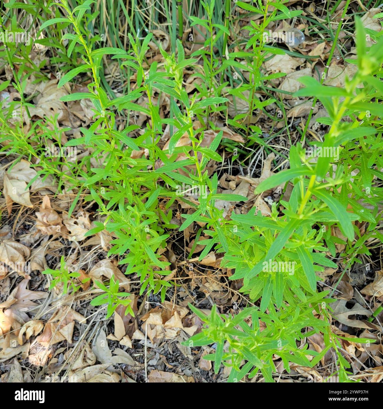 Spanish False Fleabane (Pulicaria paludosa Stock Photo - Alamy