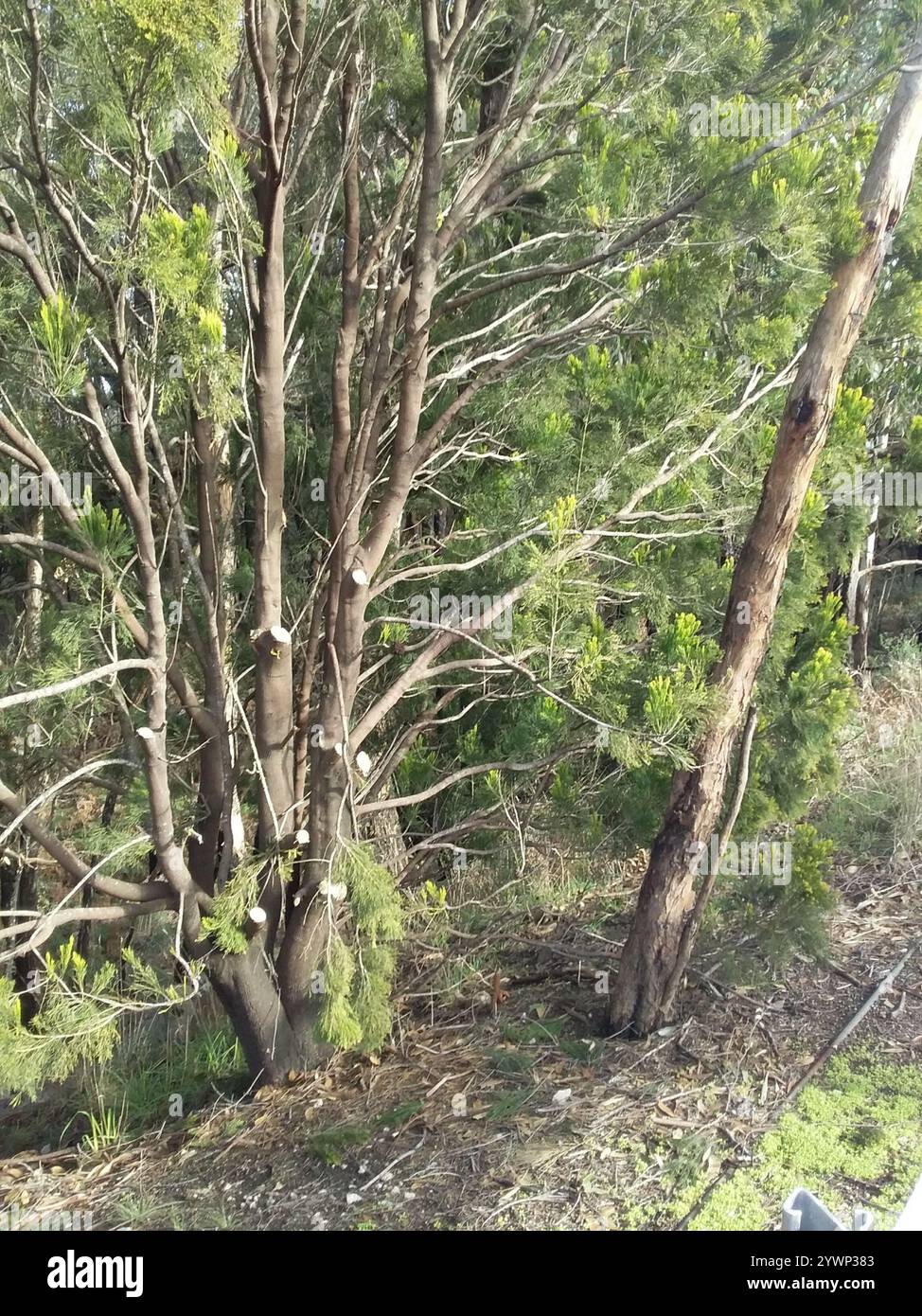 Cherry Ballart (Exocarpos cupressiformis Stock Photo - Alamy