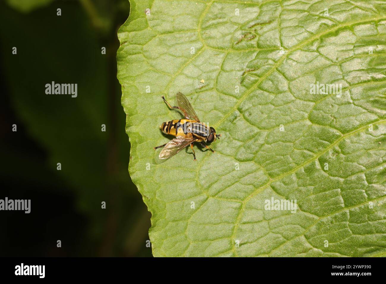 Sun Fly (Helophilus pendulus Stock Photo - Alamy