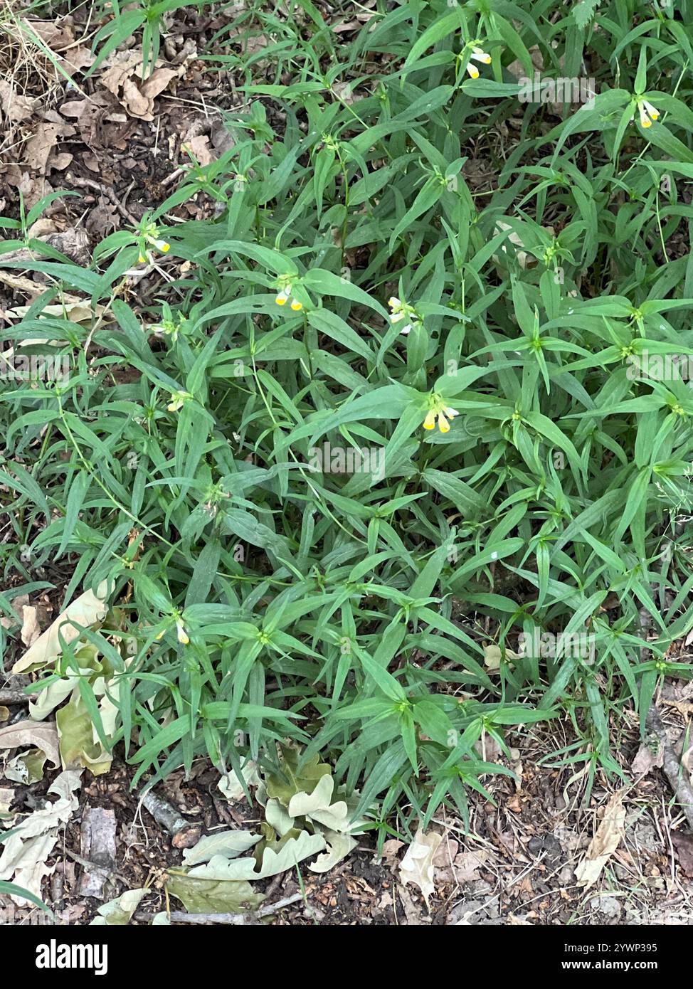 Common Cow-wheat (Melampyrum pratense Stock Photo - Alamy