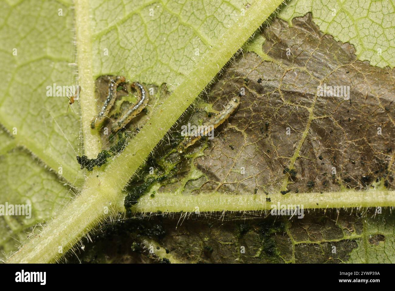 Golden Lance-wing (Epermenia chaerophyllella Stock Photo - Alamy