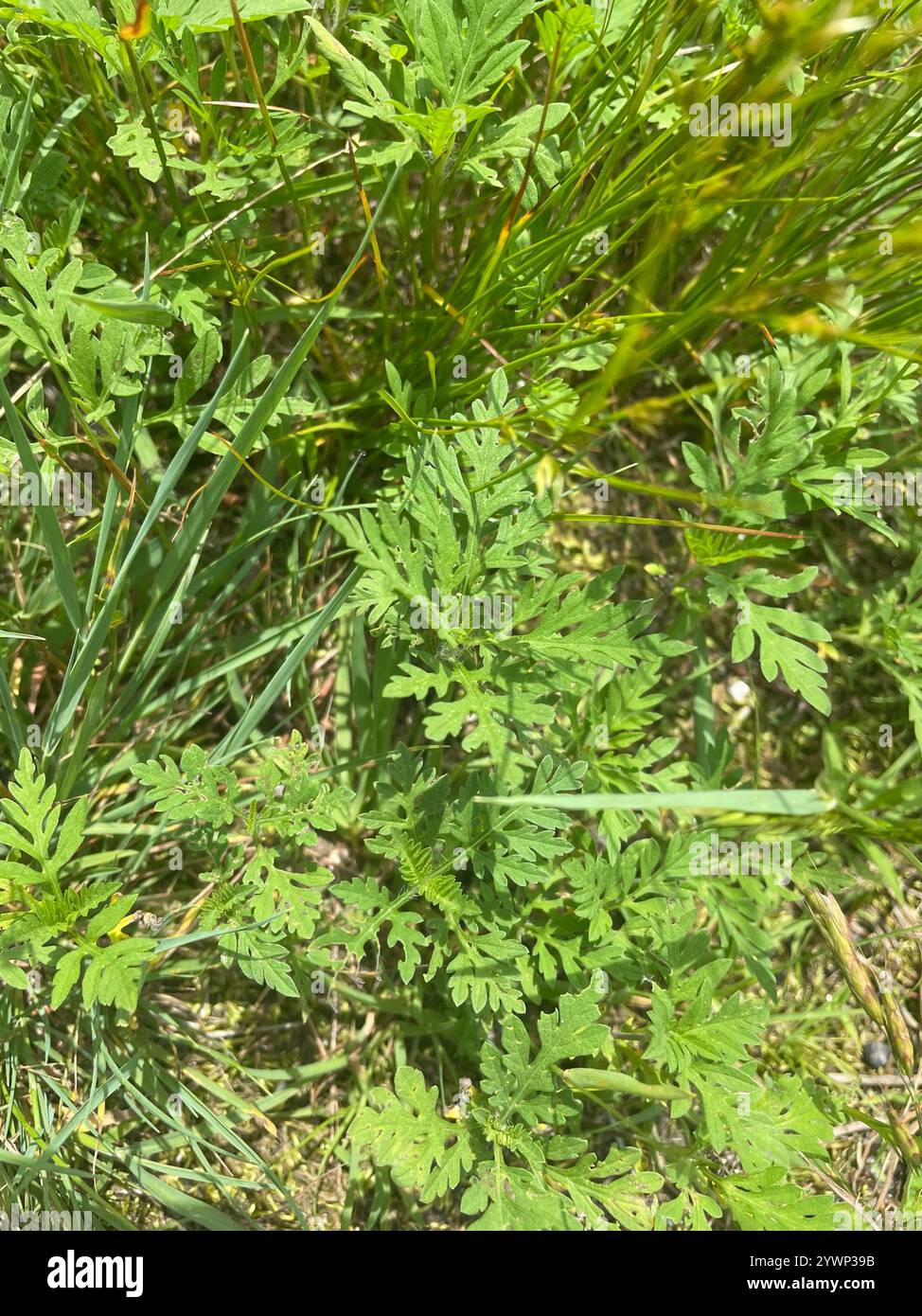 common ragweed (Ambrosia artemisiifolia Stock Photo - Alamy