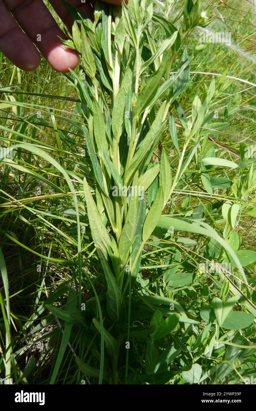 Common Gromwell (Lithospermum officinale Stock Photo - Alamy