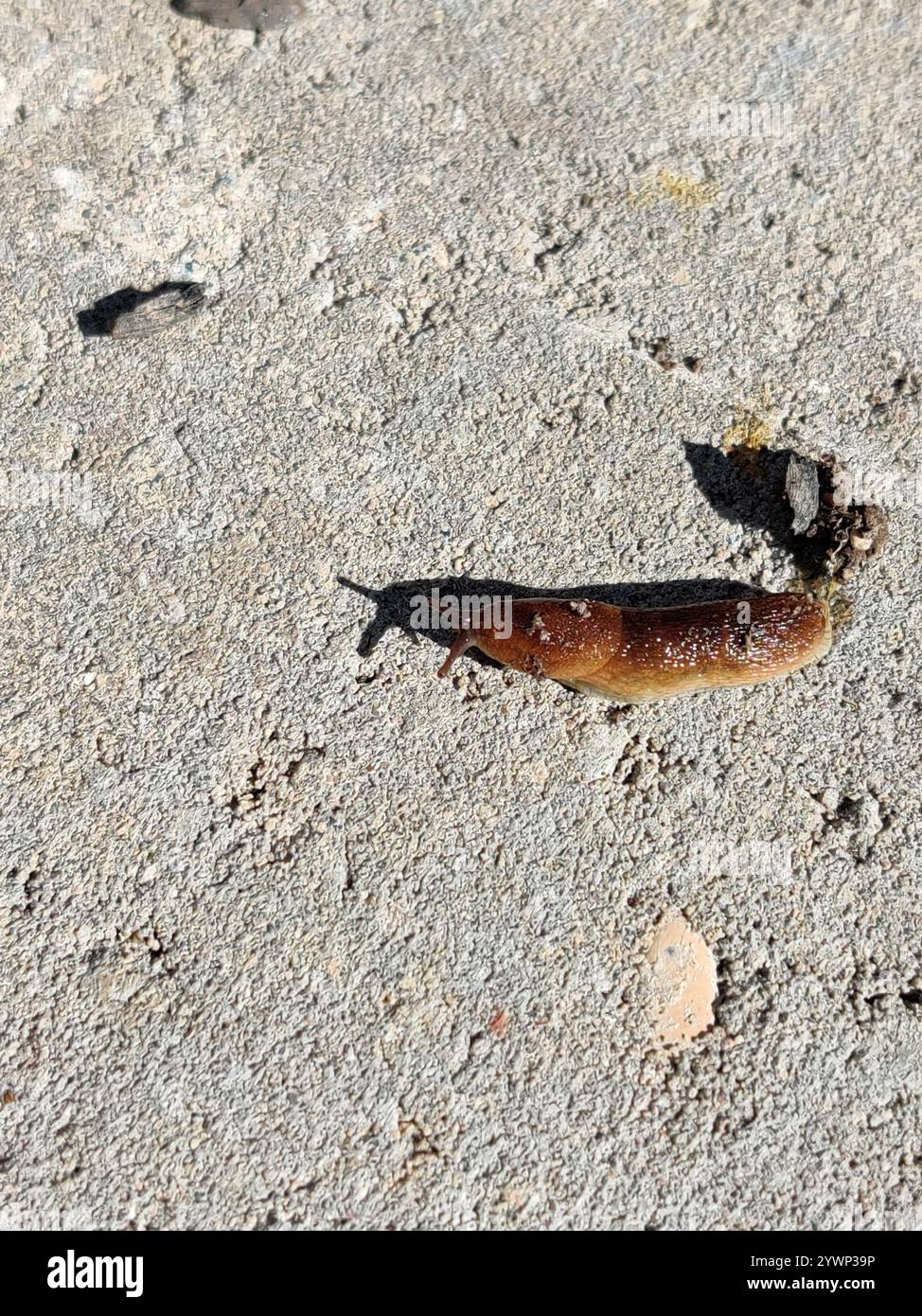 Northern Dusky Slug (Arion fuscus Stock Photo - Alamy