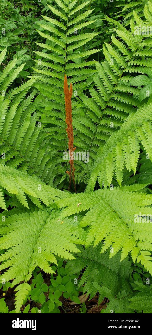 cinnamon fern (Osmundastrum cinnamomeum Stock Photo - Alamy