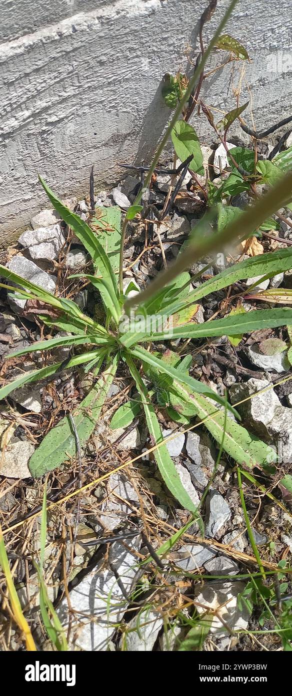 Tall Mouse-ear-hawkweed (Pilosella piloselloides praealta Stock Photo ...