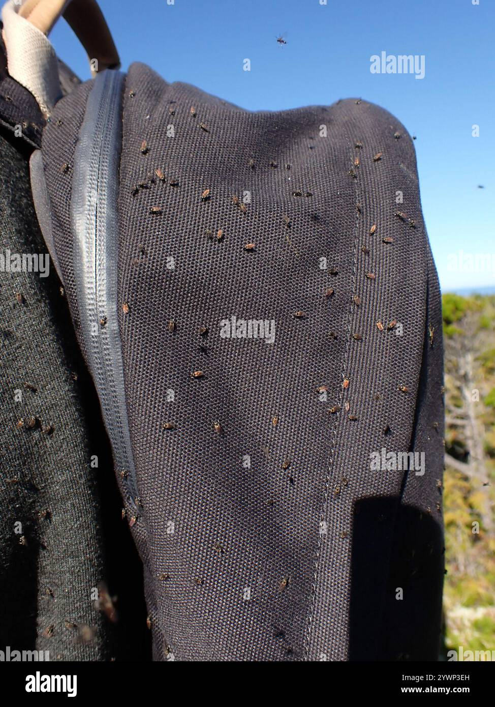 Black Flies (Simuliidae Stock Photo - Alamy