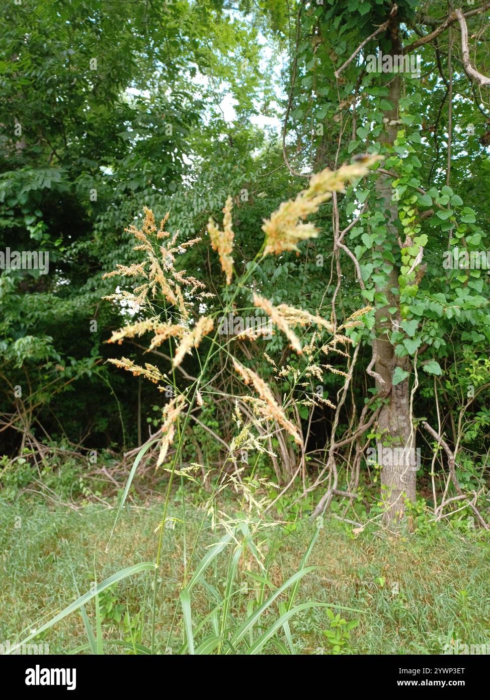 Johnson grass (Sorghum halepense Stock Photo - Alamy