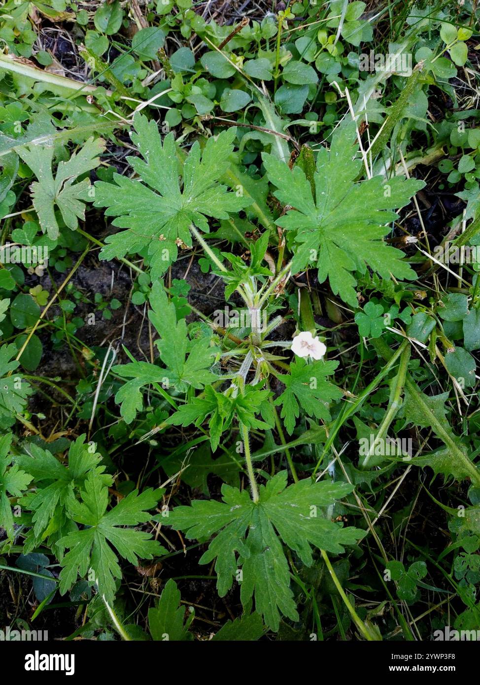 Siberian Crane's-bill (Geranium sibiricum Stock Photo - Alamy