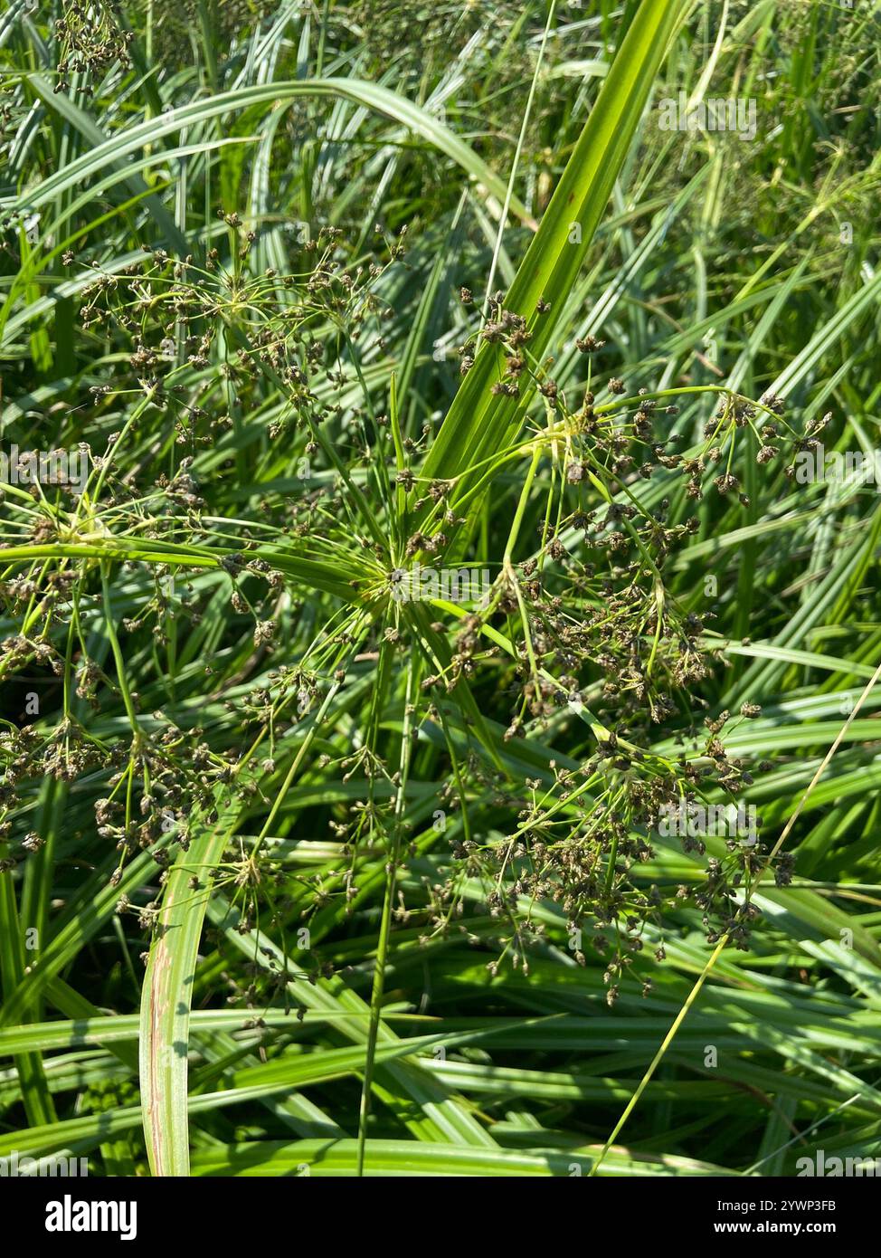 Wood Club-rush (Scirpus sylvaticus Stock Photo - Alamy