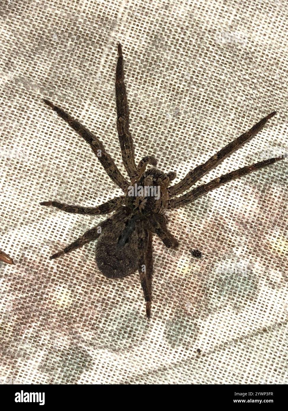 Mediterranean Spiny False Wolf Spider (Zoropsis spinimana Stock Photo ...