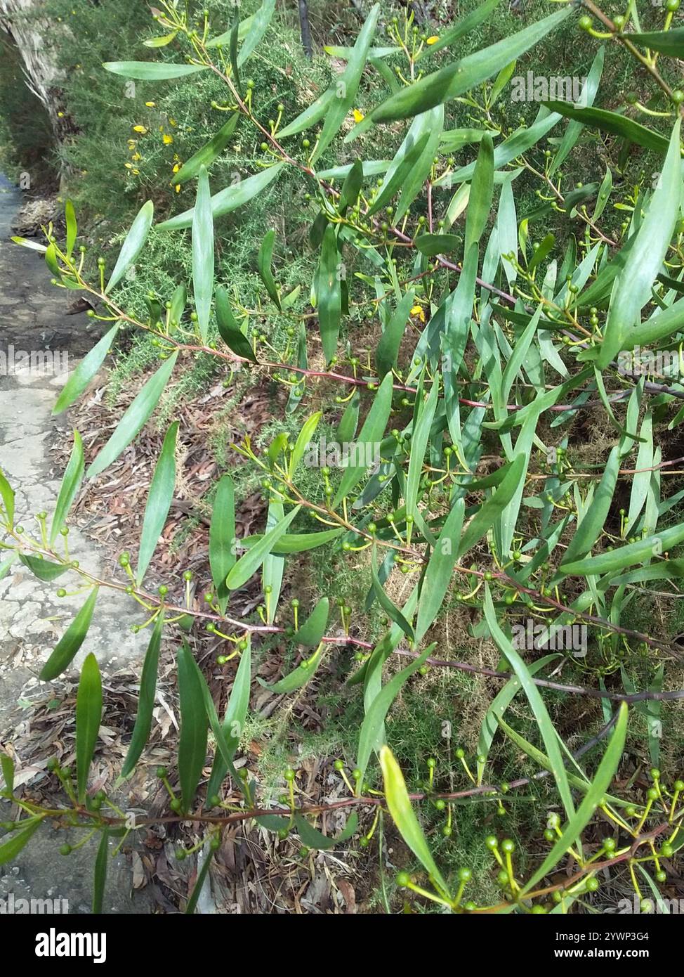 Hop-leaved Wattle (Acacia dodonaeifolia Stock Photo - Alamy