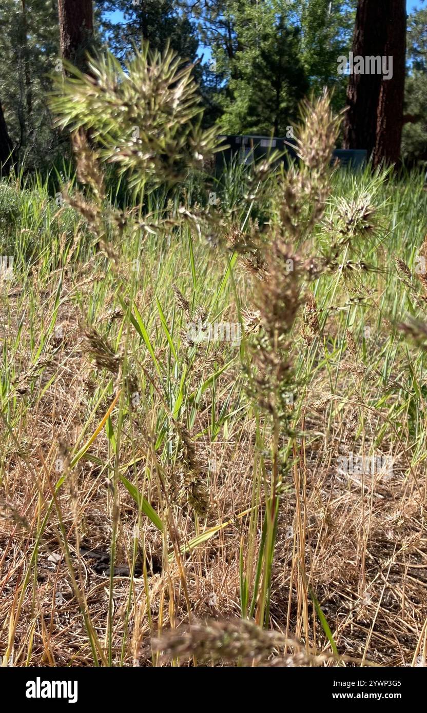 Bulbous Bluegrass (Poa bulbosa Stock Photo - Alamy
