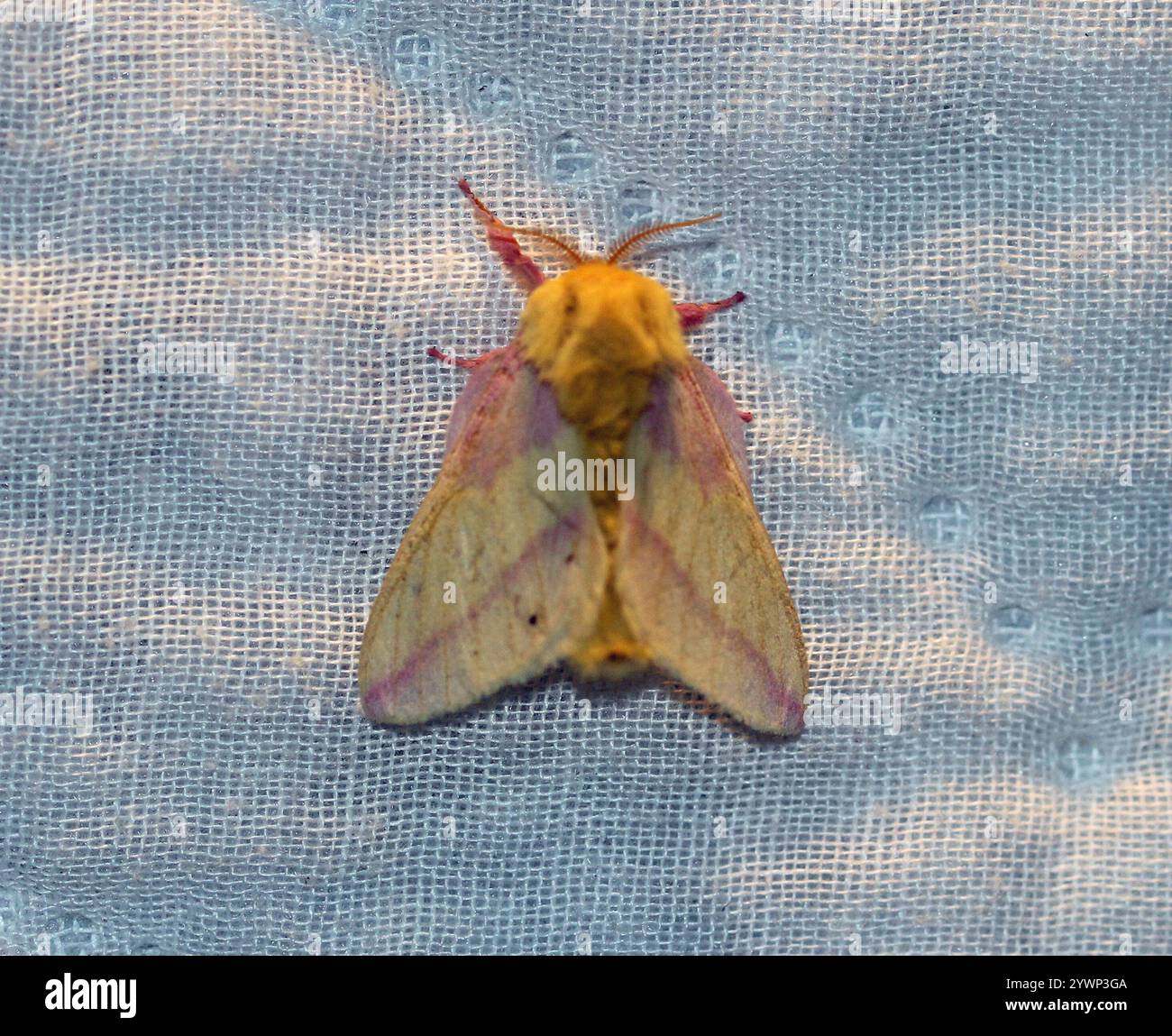 Rosy Maple Moth (Dryocampa rubicunda Stock Photo - Alamy