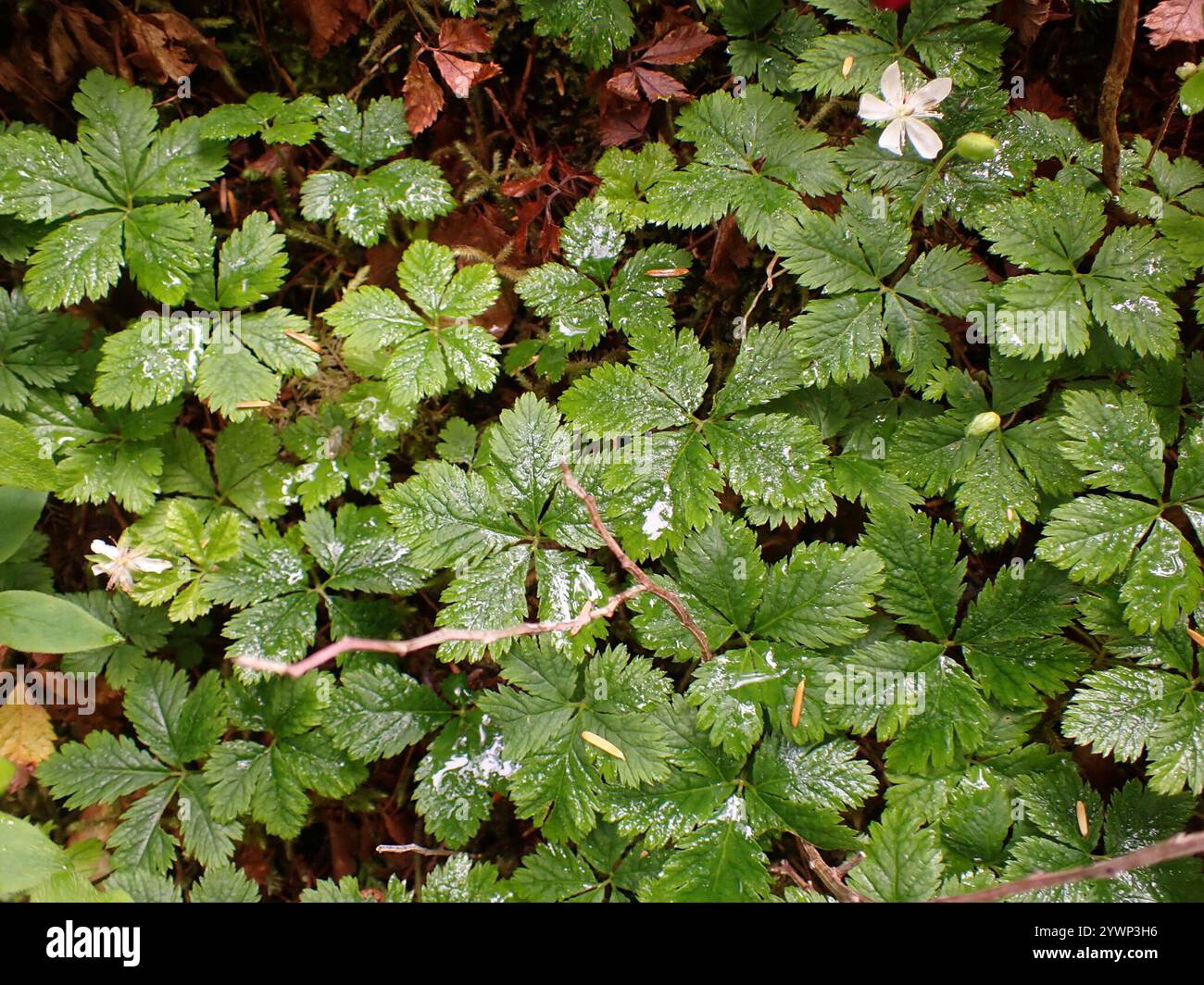 Five-leaf Dwarf Bramble (Rubus pedatus Stock Photo - Alamy