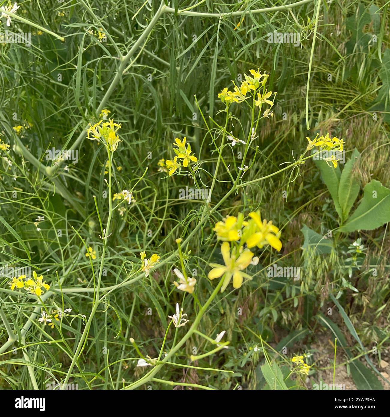 Tall Tumblemustard (Sisymbrium altissimum Stock Photo - Alamy