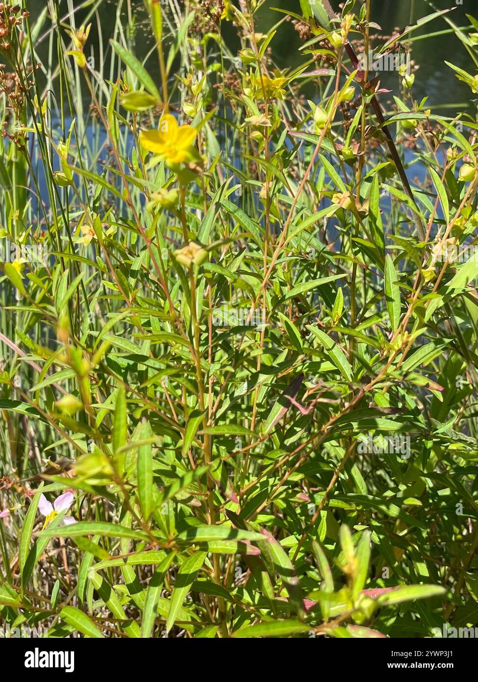 Seedbox (Ludwigia alternifolia Stock Photo - Alamy