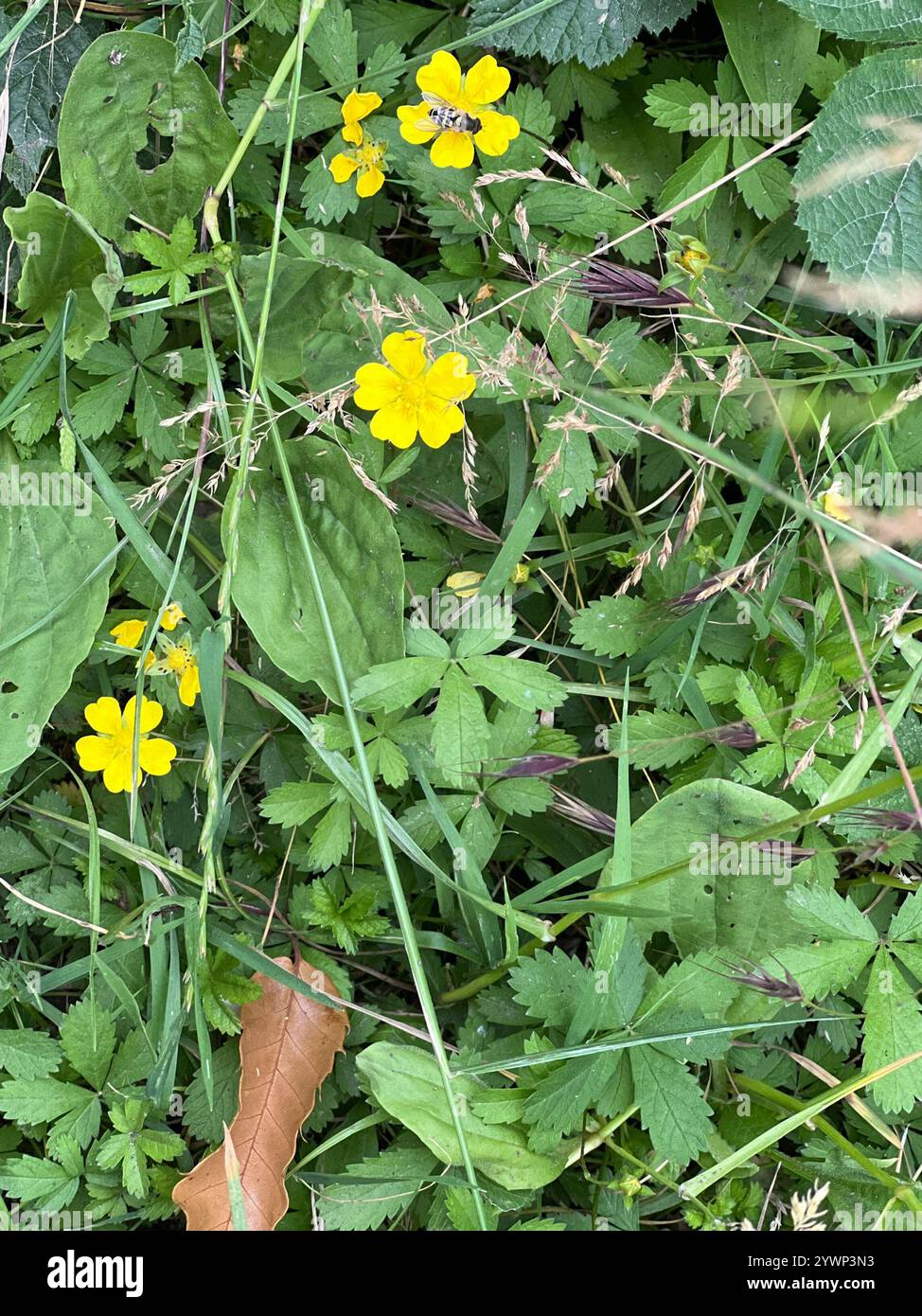 Creeping cinquefoil (Potentilla reptans Stock Photo - Alamy