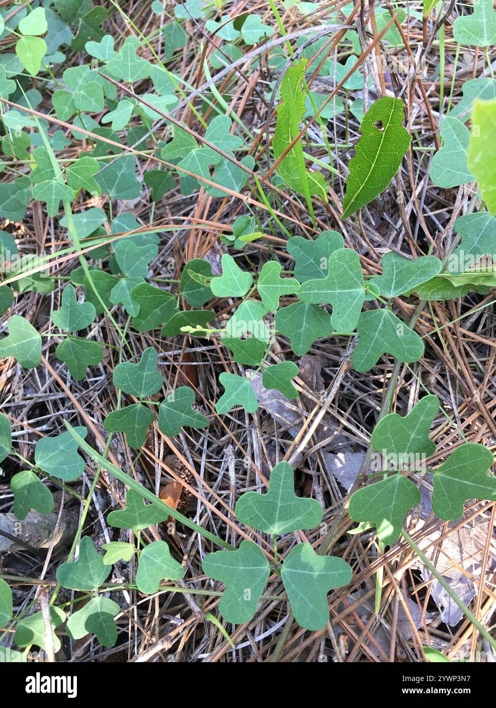 Polystachios hi-res stock photography and images - Alamy