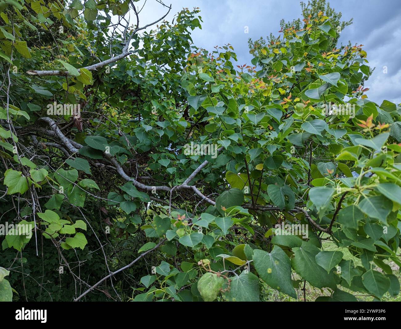 Chinese Tallow (Triadica sebifera Stock Photo - Alamy