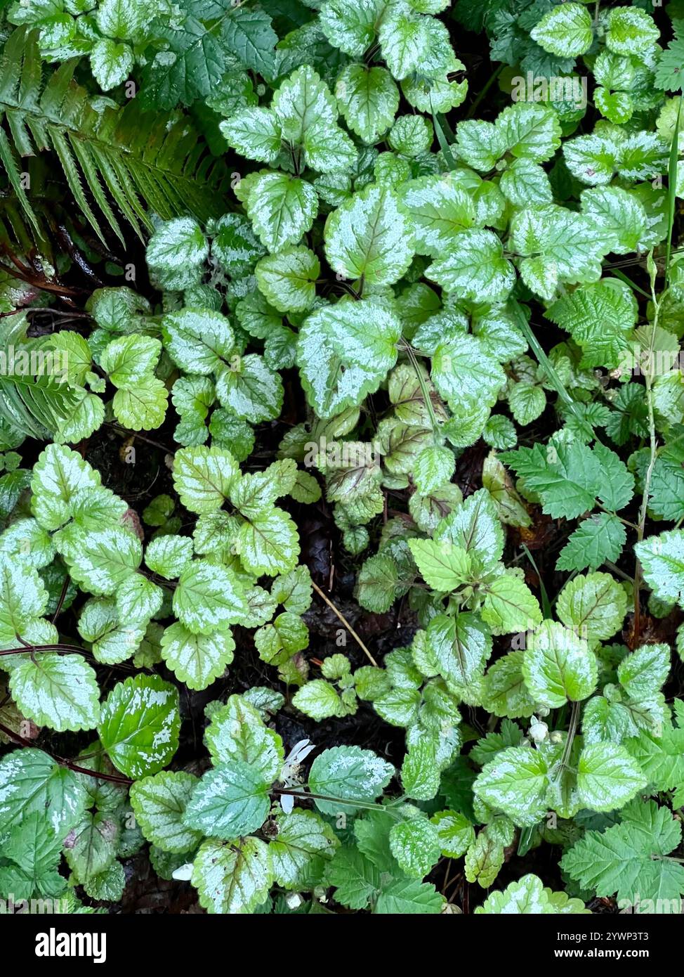Variegated Yellow Archangel (Lamium galeobdolon argentatum Stock Photo ...