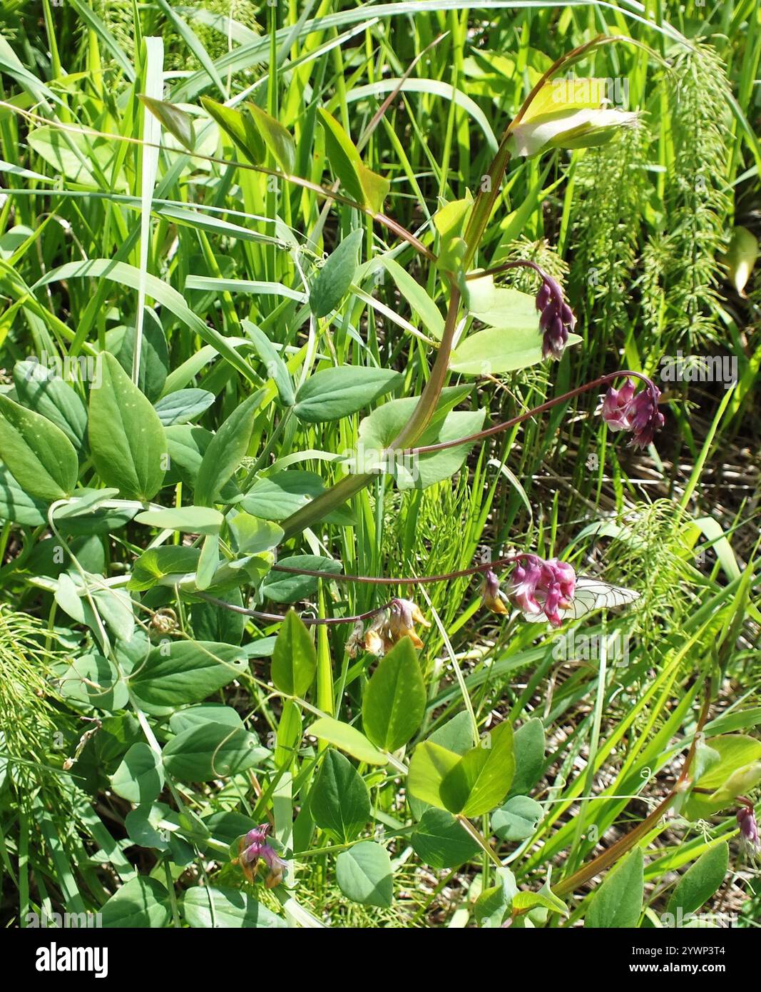 Pisiform grass-pea (Lathyrus pisiformis Stock Photo - Alamy
