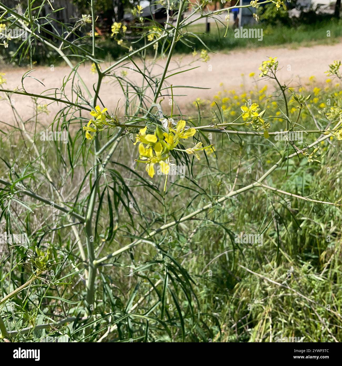 Tall Tumblemustard (Sisymbrium altissimum Stock Photo - Alamy