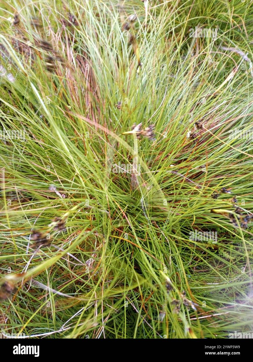 Heath rush juncus squarrosus hi-res stock photography and images - Alamy